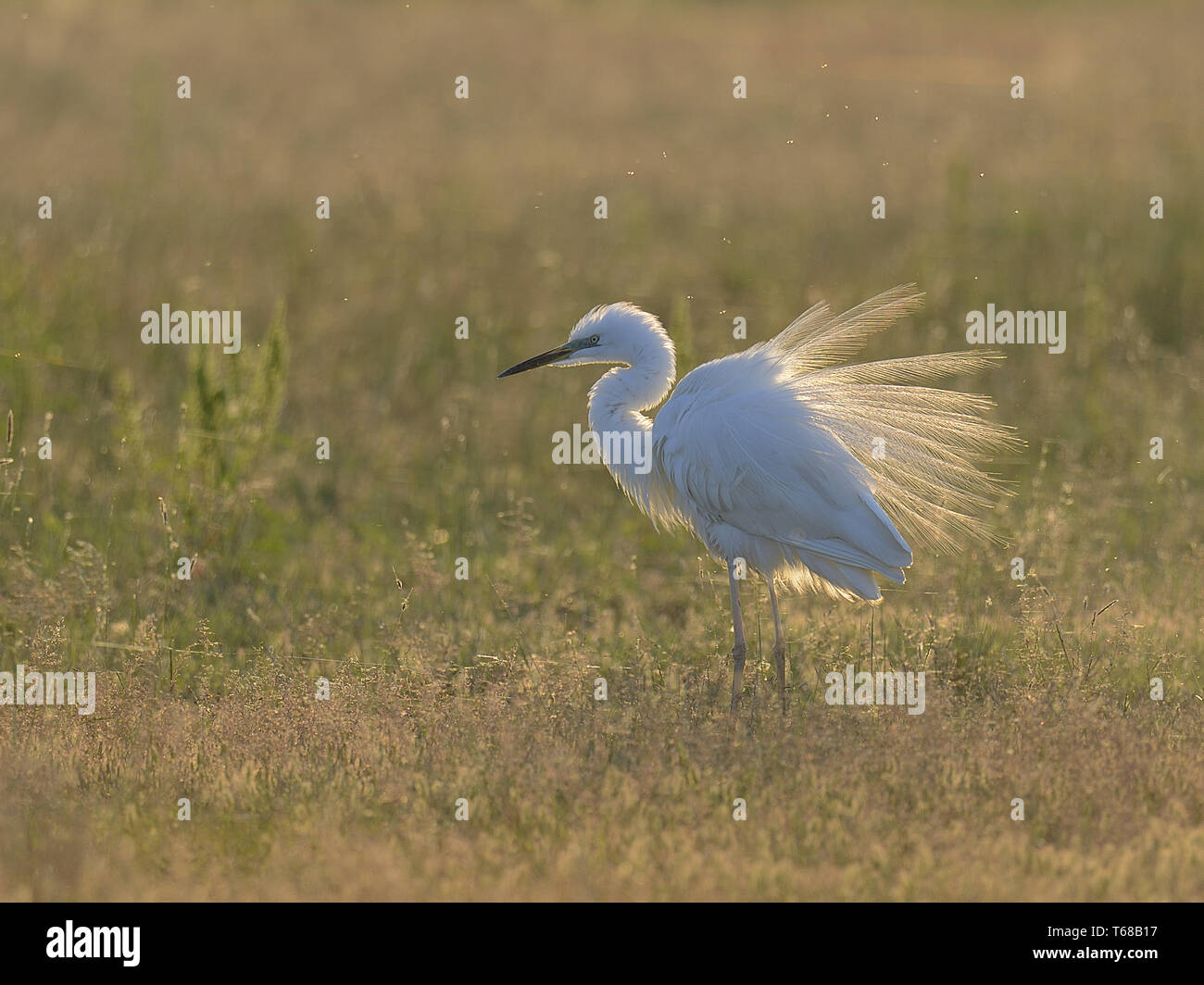 Great egret, Adrea Alba Stock Photo - Alamy