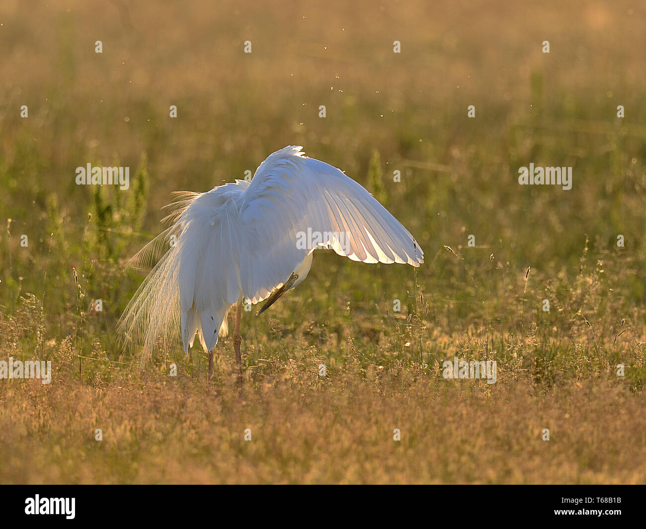 Great egret, Adrea Alba Stock Photo - Alamy