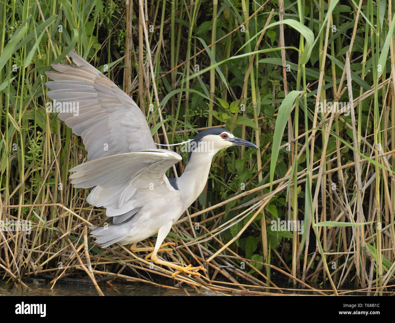 black-crowned night heron, Nycticorax nycticorax Stock Photo - Alamy