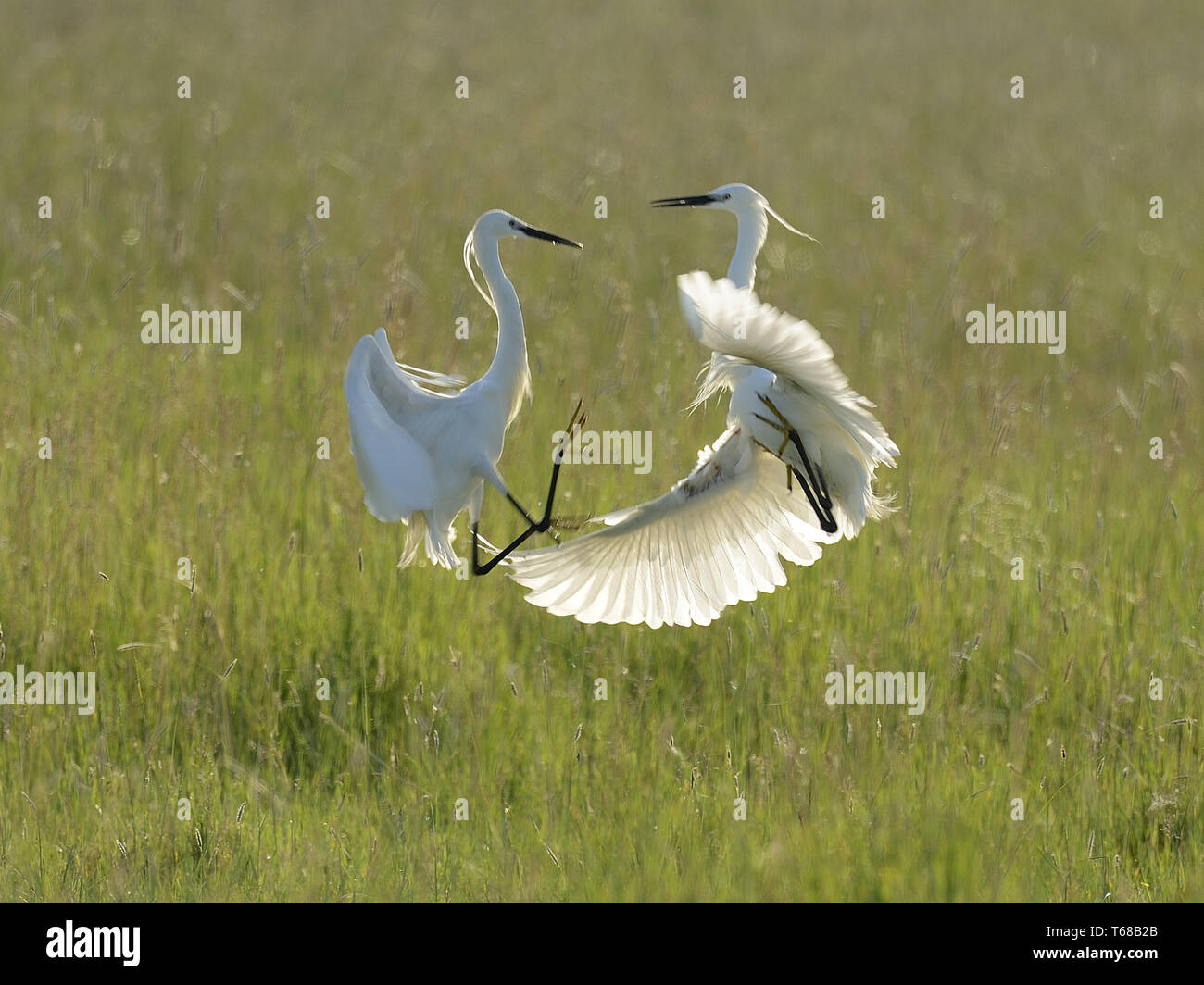 Great egret, Adrea Alba Stock Photo - Alamy