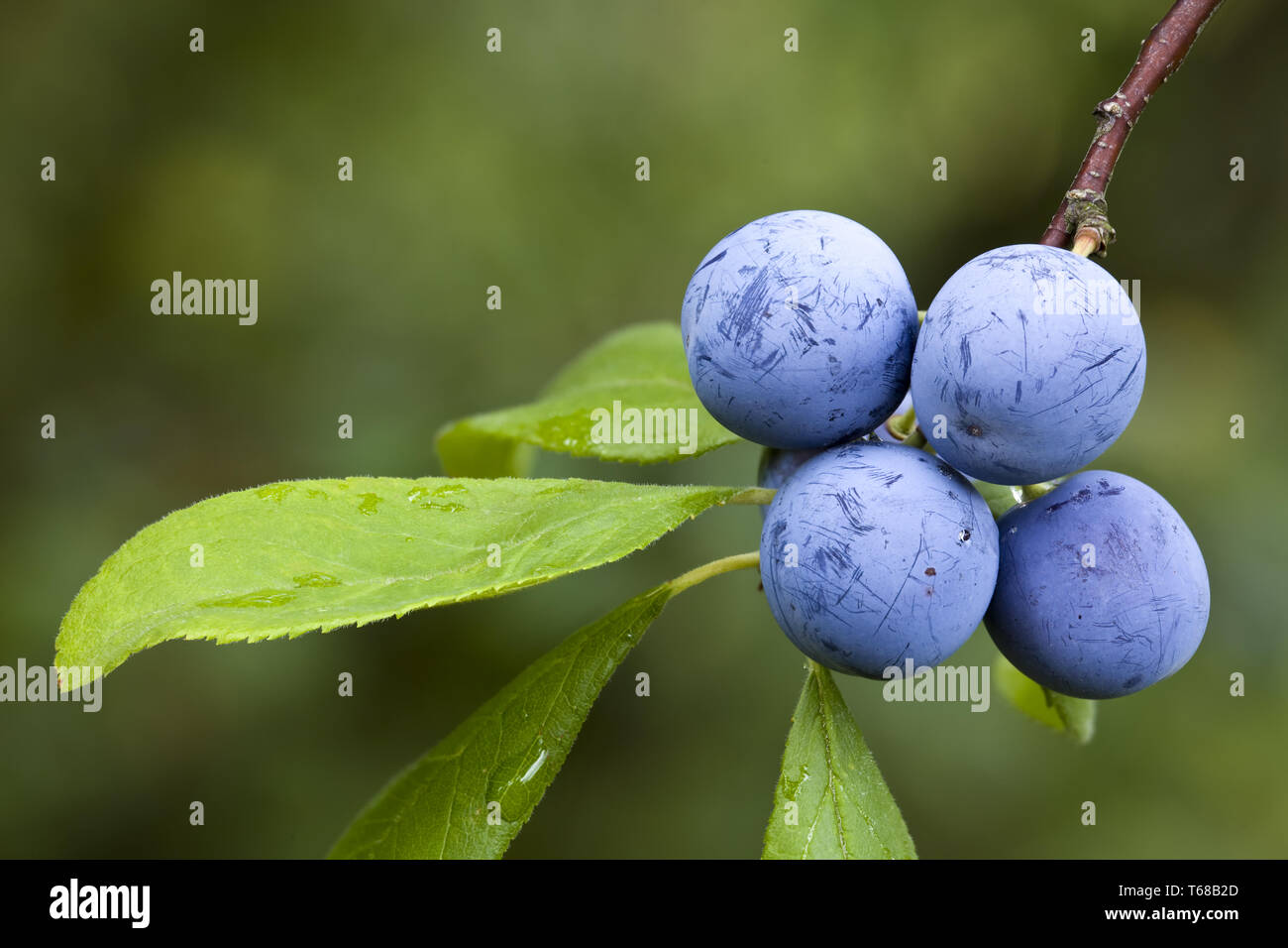 Prunus spinosa plum hi-res stock photography and images - Alamy