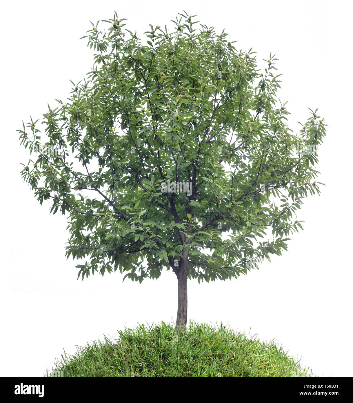 Botanical cutout hi-res stock photography and images - Alamy