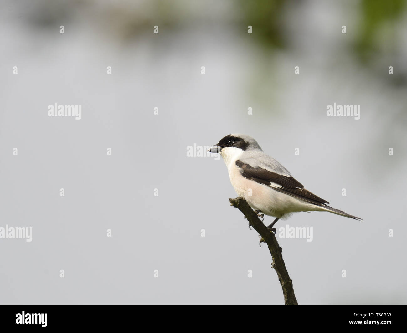 lesser grey shrike, Lanius minor, schwarzstirnwuerger Stock Photo - Alamy