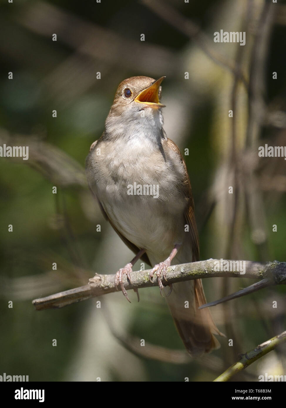 European nightingale, Luscinia megarhynchos Stock Photo - Alamy