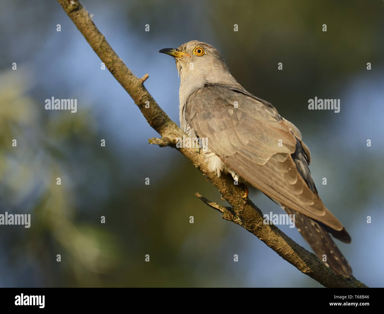 Common cuckoo eurasian reed hi-res stock photography and images - Alamy