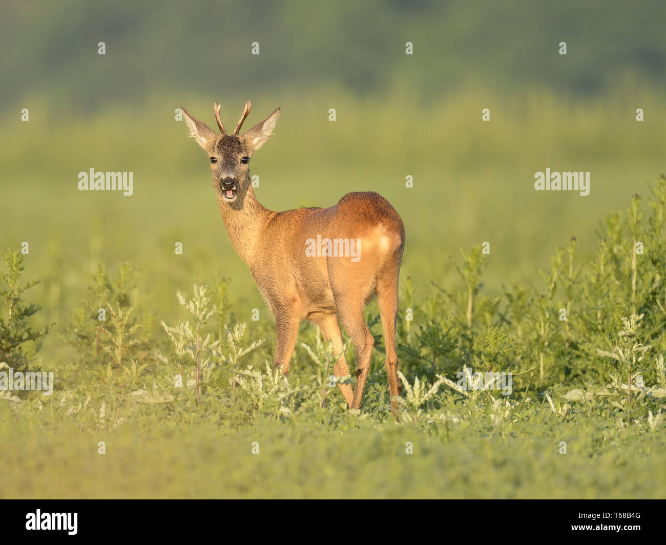 European roe deer capreolus capreolus hi-res stock photography and ...