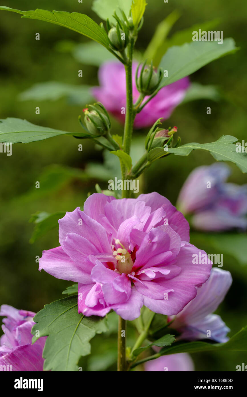 beautiful violet hibiscus in garden Stock Photo - Alamy