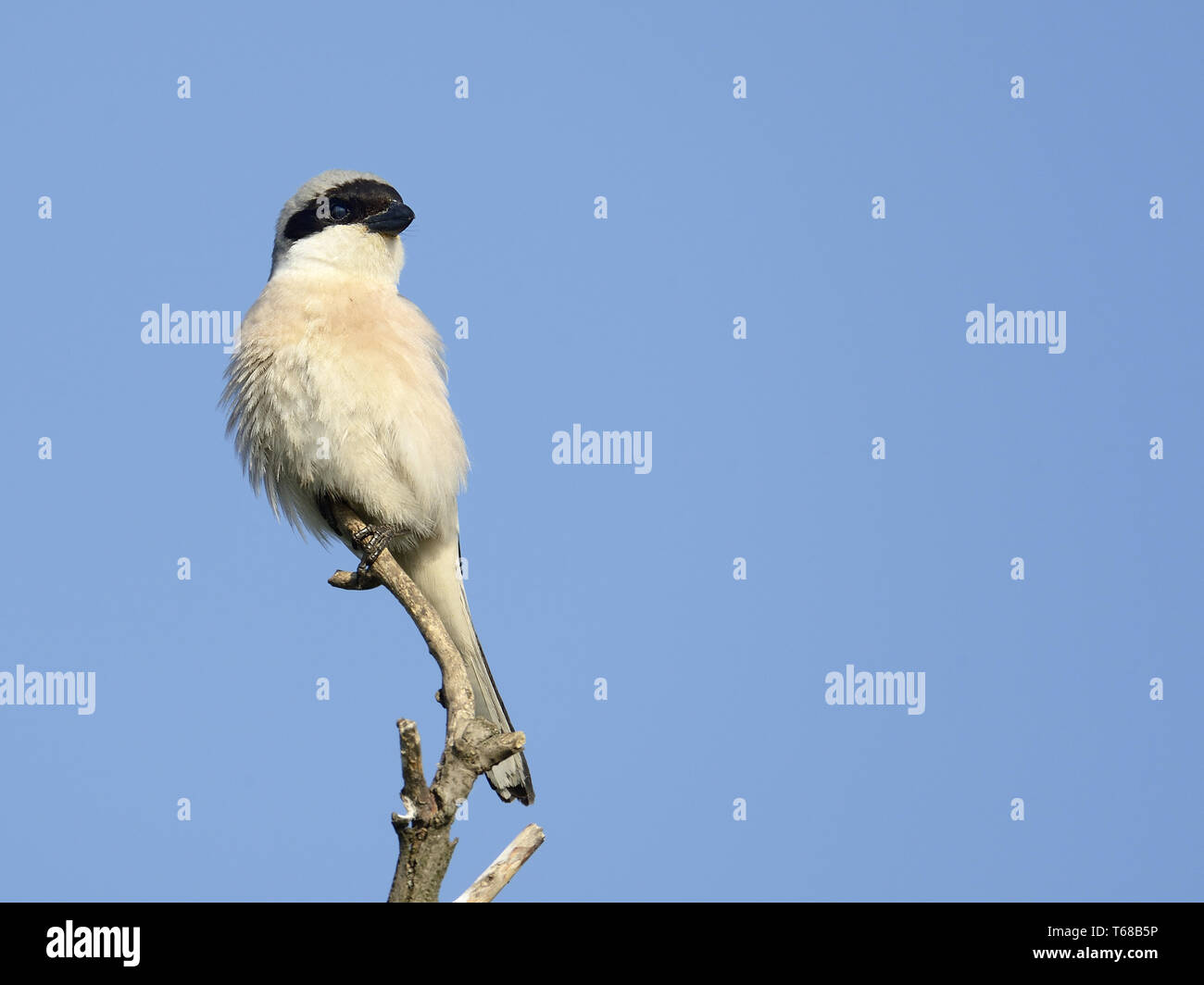 lesser grey shrike, Lanius minor, schwarzstirnwuerger Stock Photo - Alamy