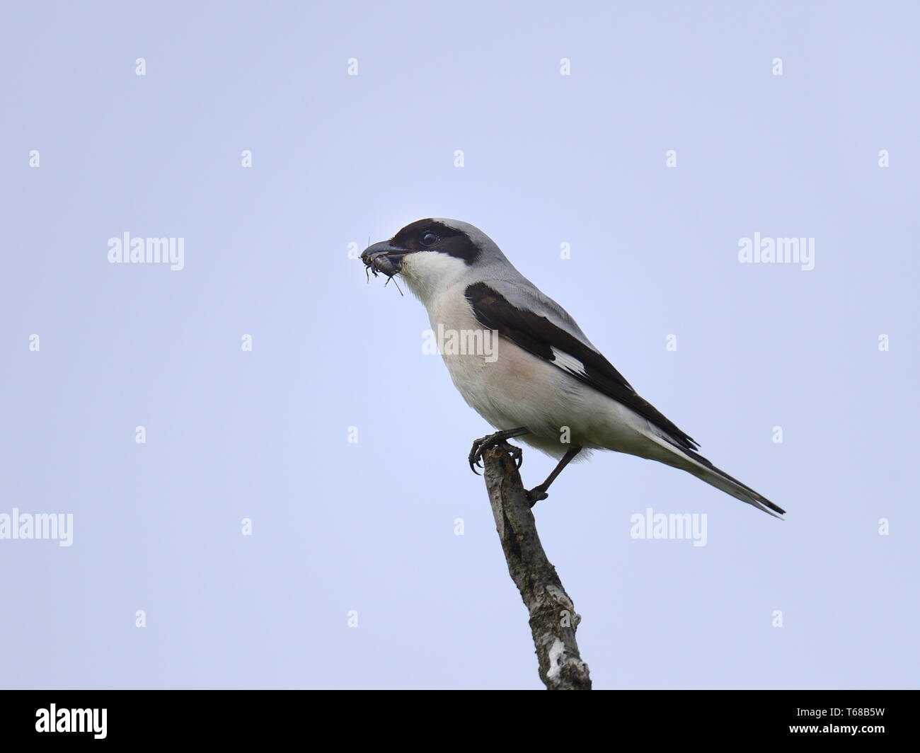 lesser grey shrike, Lanius minor, schwarzstirnwuerger Stock Photo - Alamy