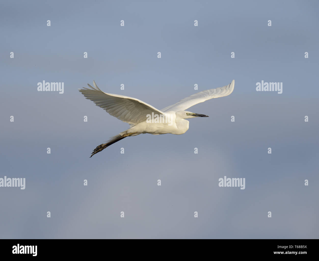Great egret, Adrea Alba Stock Photo - Alamy