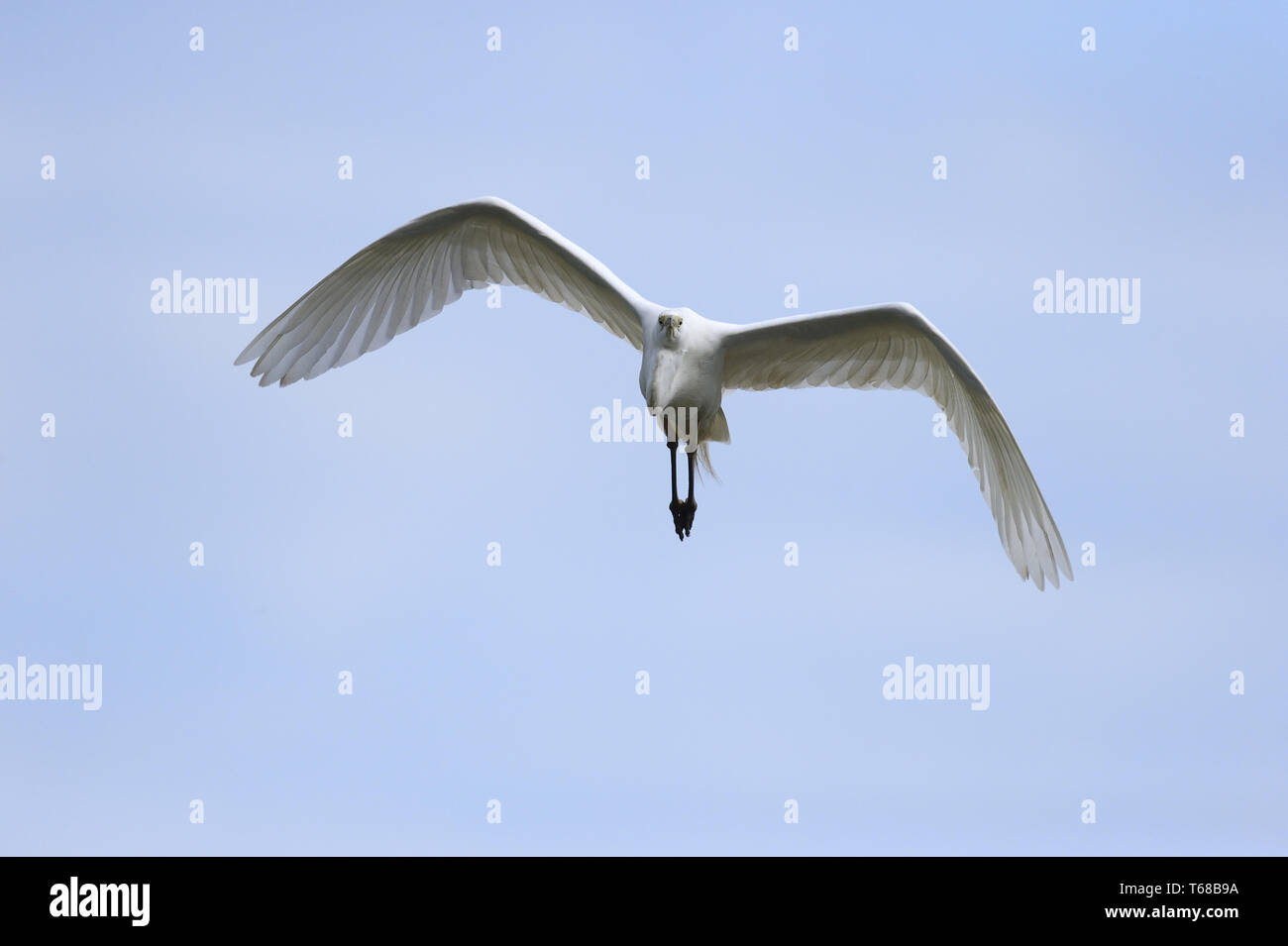 Great egret, Adrea Alba Stock Photo - Alamy