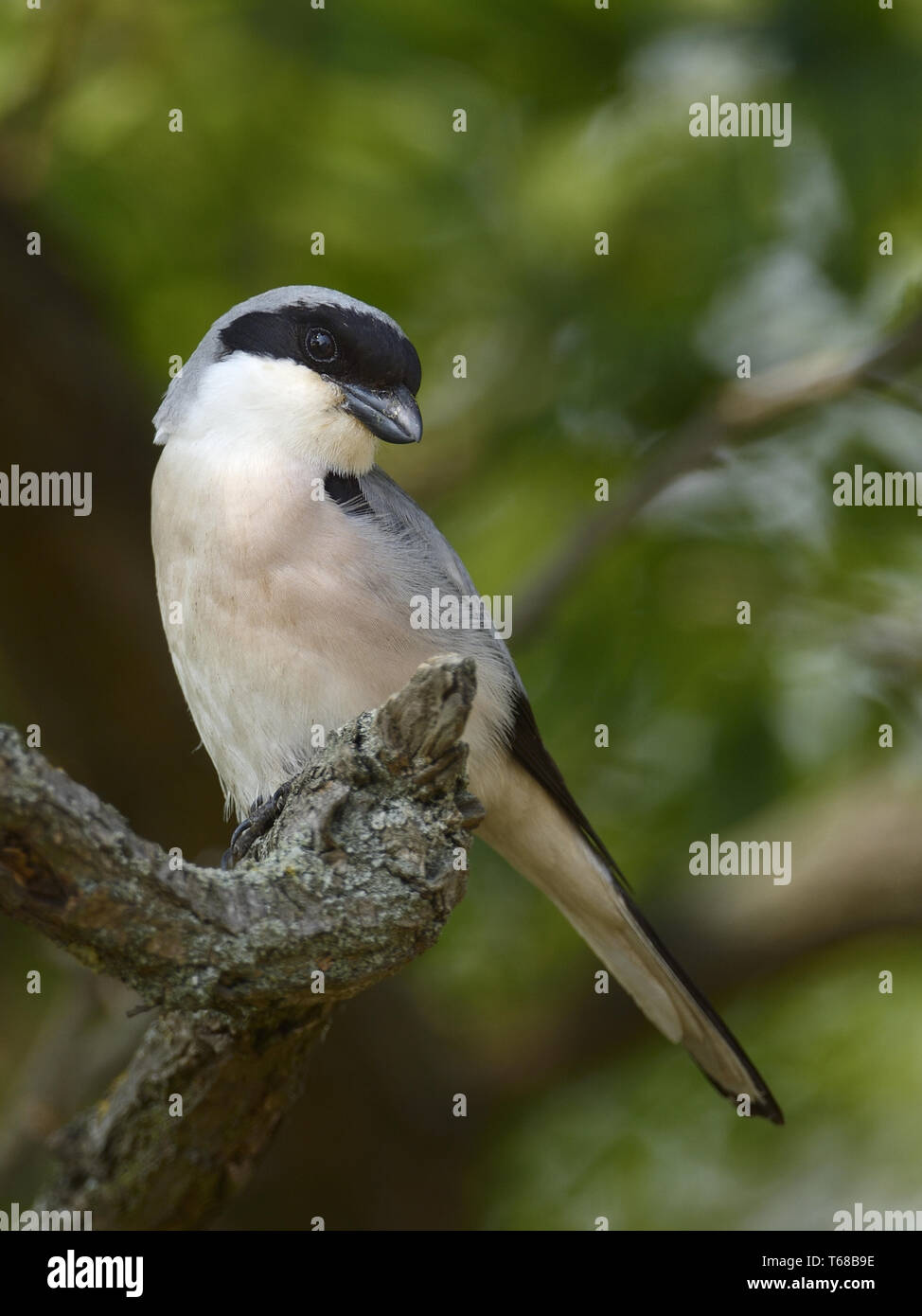 lesser grey shrike, Lanius minor, schwarzstirnwuerger Stock Photo - Alamy