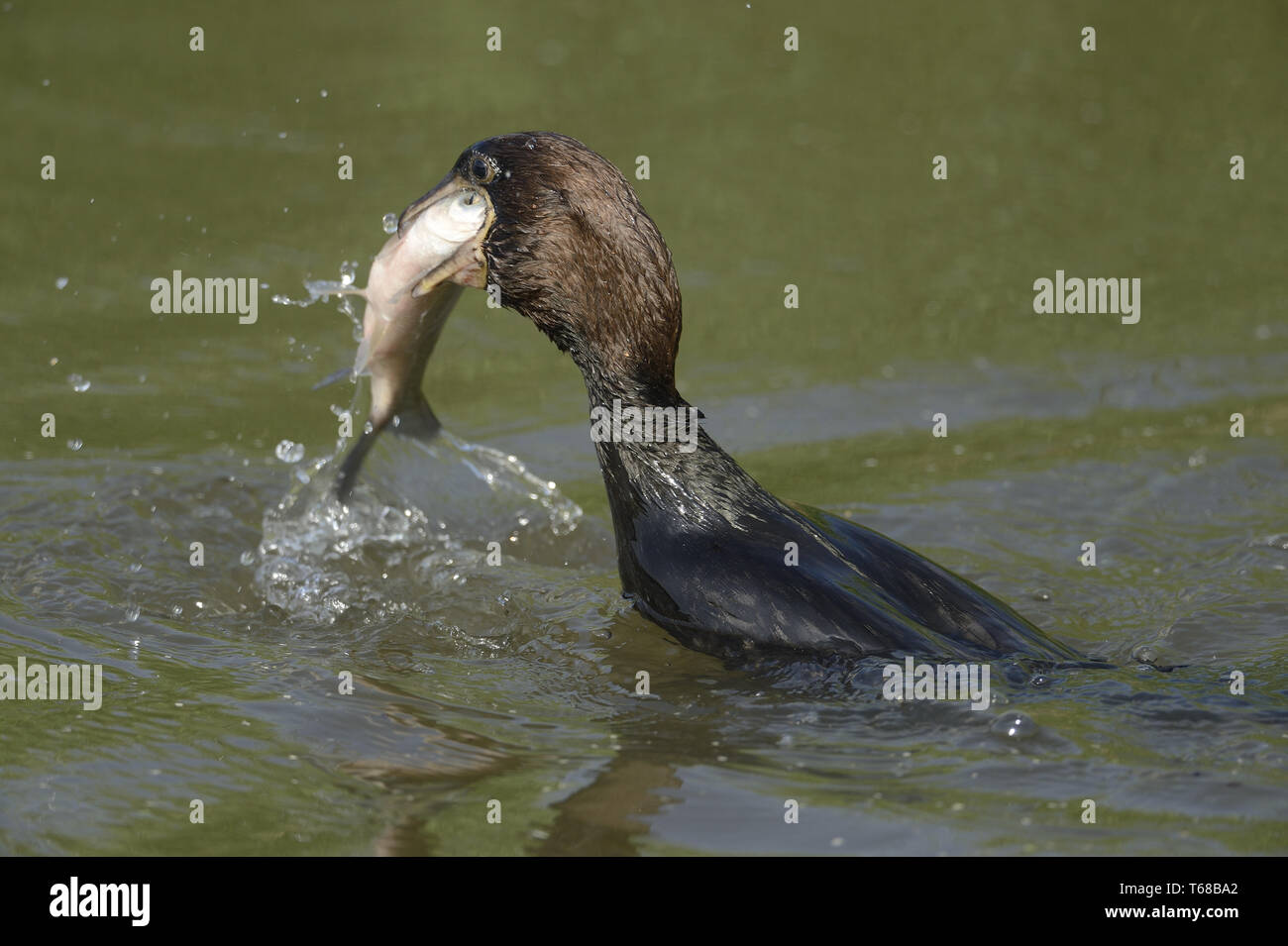Pygmy Cormorant, Microcarbo pygmaeus Stock Photo - Alamy