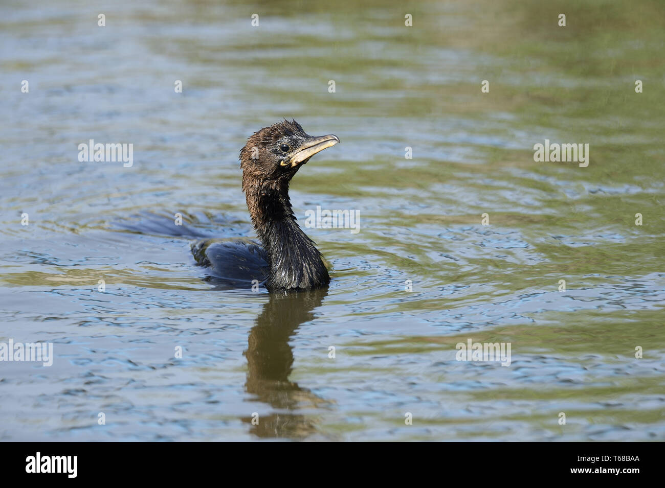Pygmy Cormorant, Microcarbo pygmaeus Stock Photo - Alamy