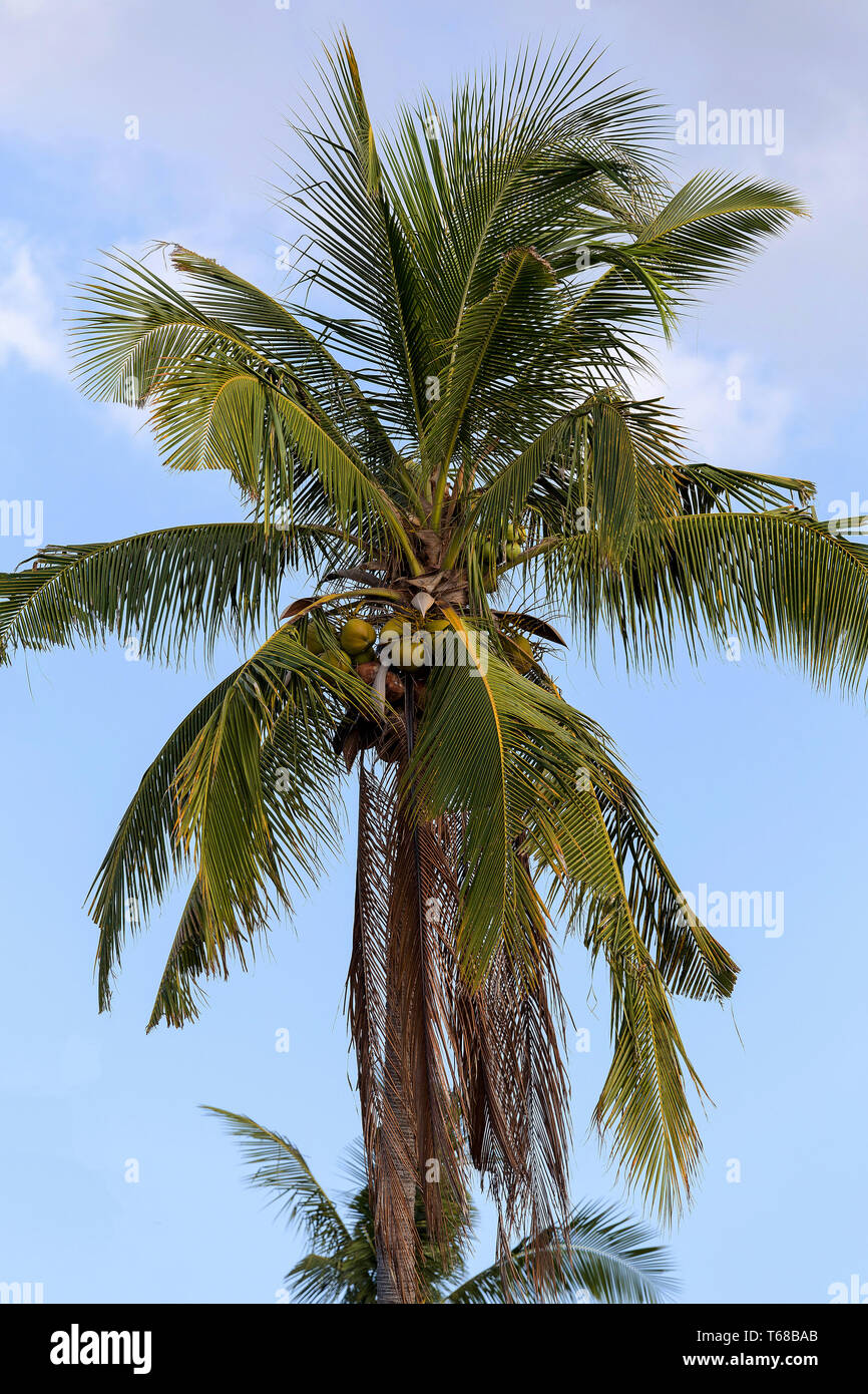 Coco beach antigua hi-res stock photography and images - Alamy