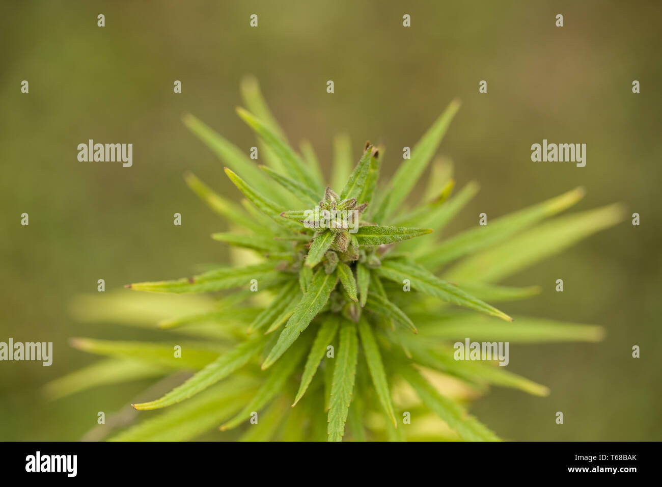 Field of Cannabis plants Stock Photo - Alamy