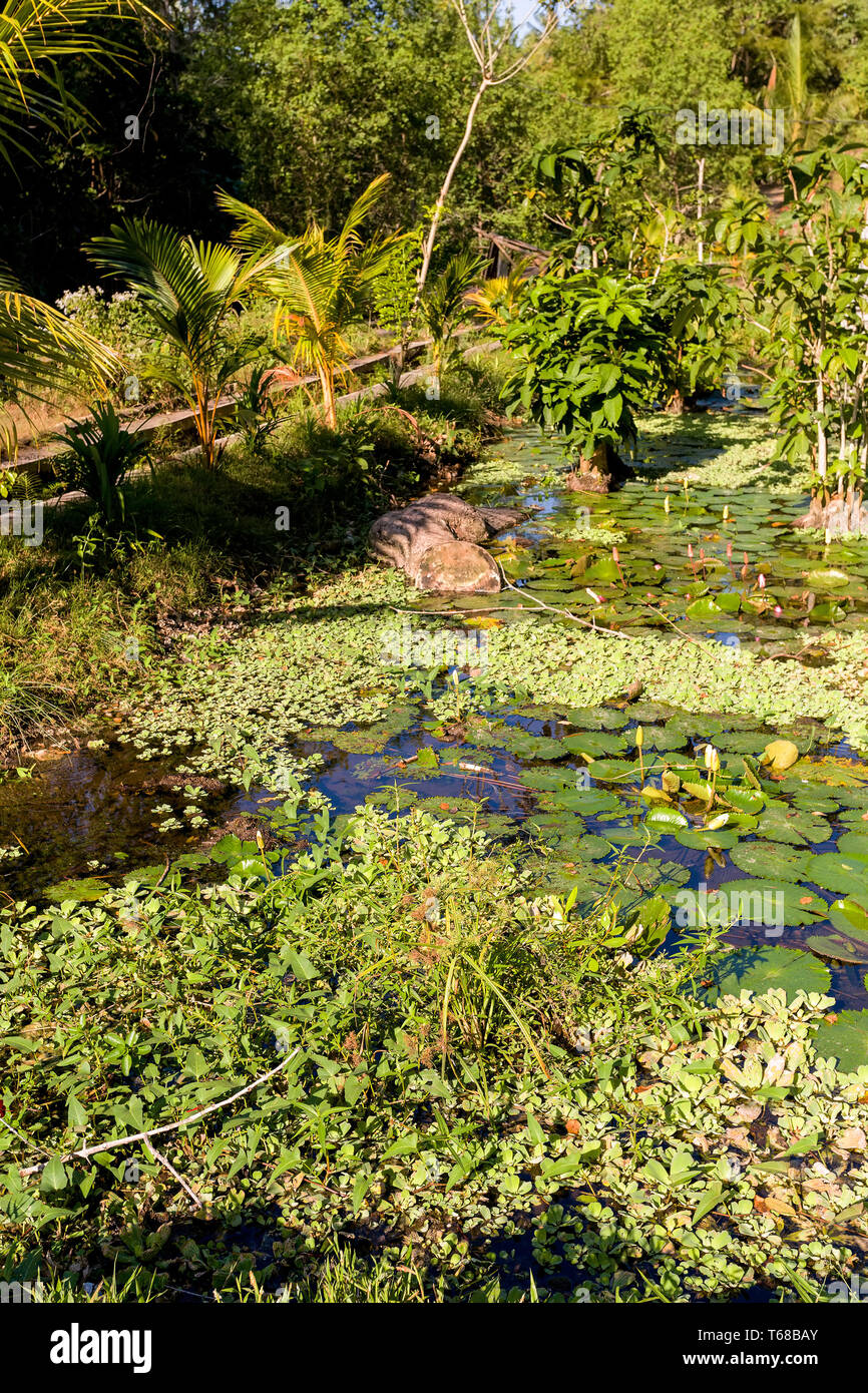 water lily in small pond Stock Photo - Alamy