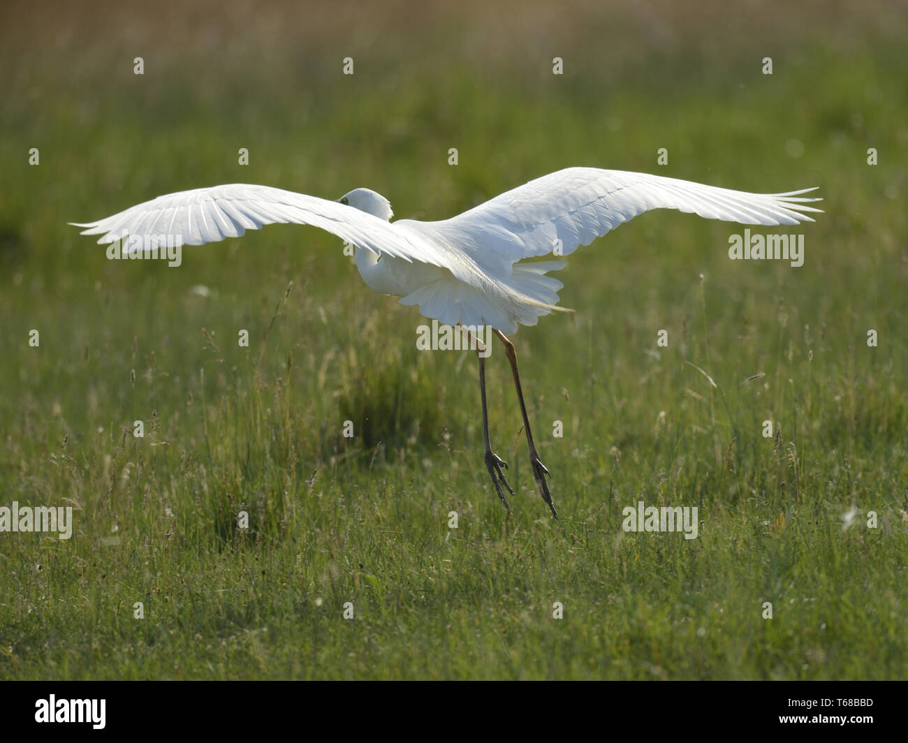 Picture of egret hi-res stock photography and images - Alamy