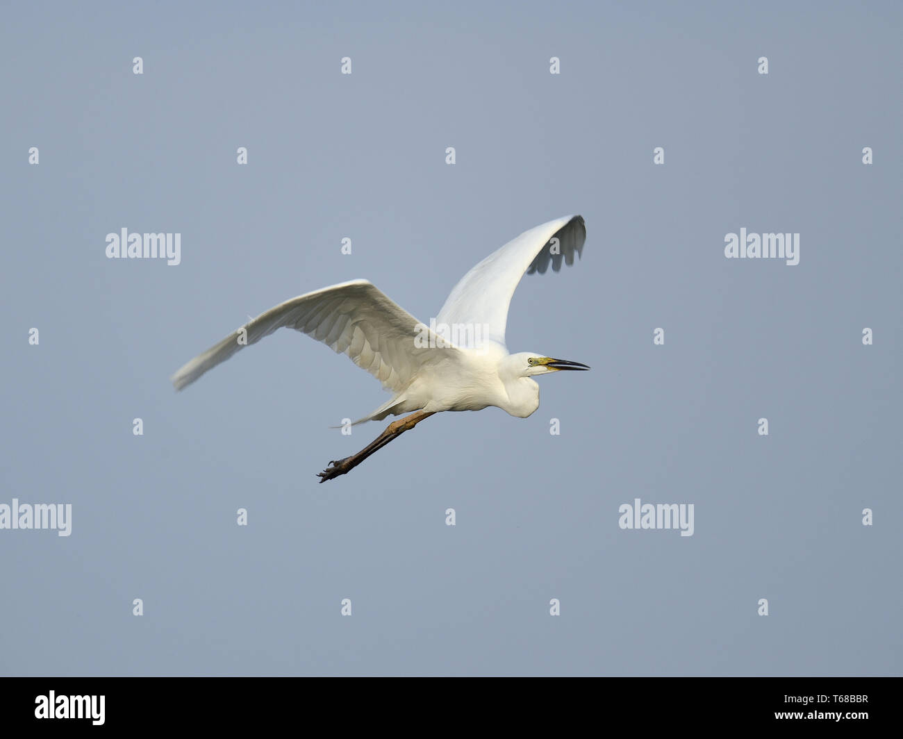 Great egret, Adrea Alba Stock Photo - Alamy