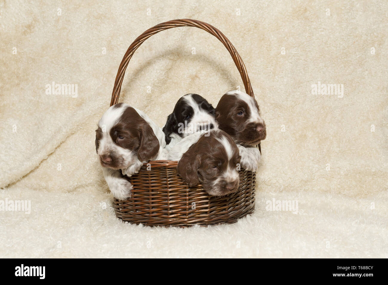 two puppy of brown English Cocker Spaniel Stock Photo - Alamy