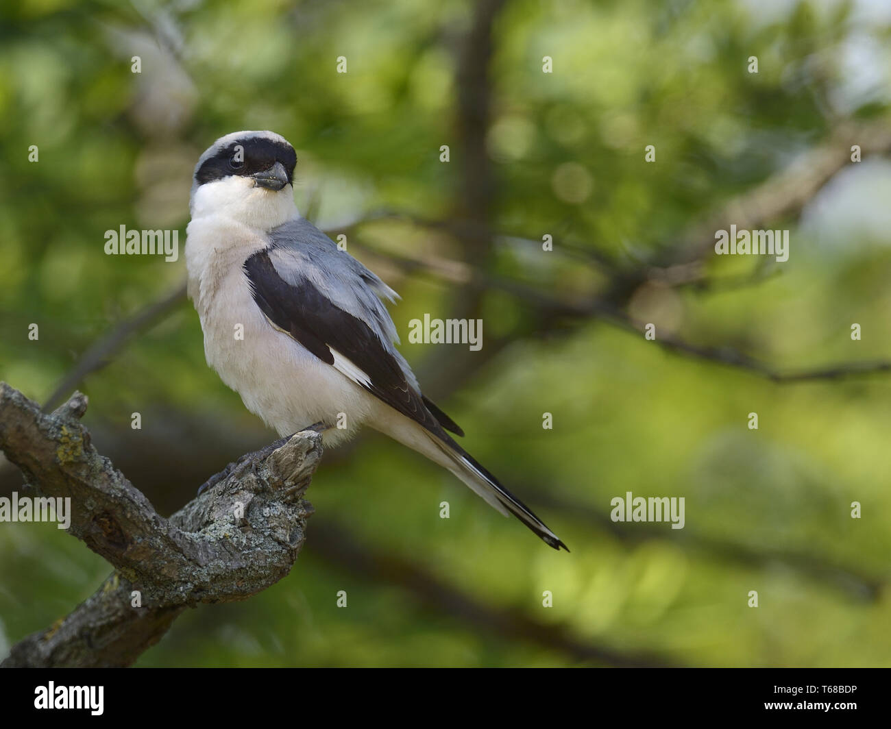 lesser grey shrike, Lanius minor, schwarzstirnwuerger Stock Photo - Alamy