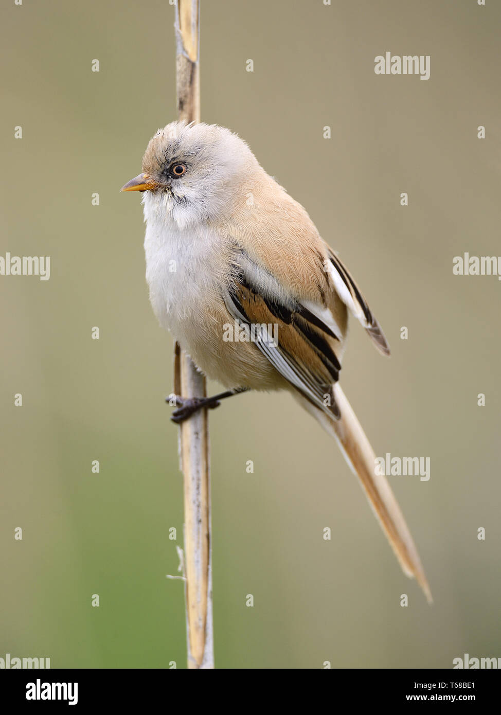 Bearded Reedling, Panurus biarmicus Stock Photo - Alamy