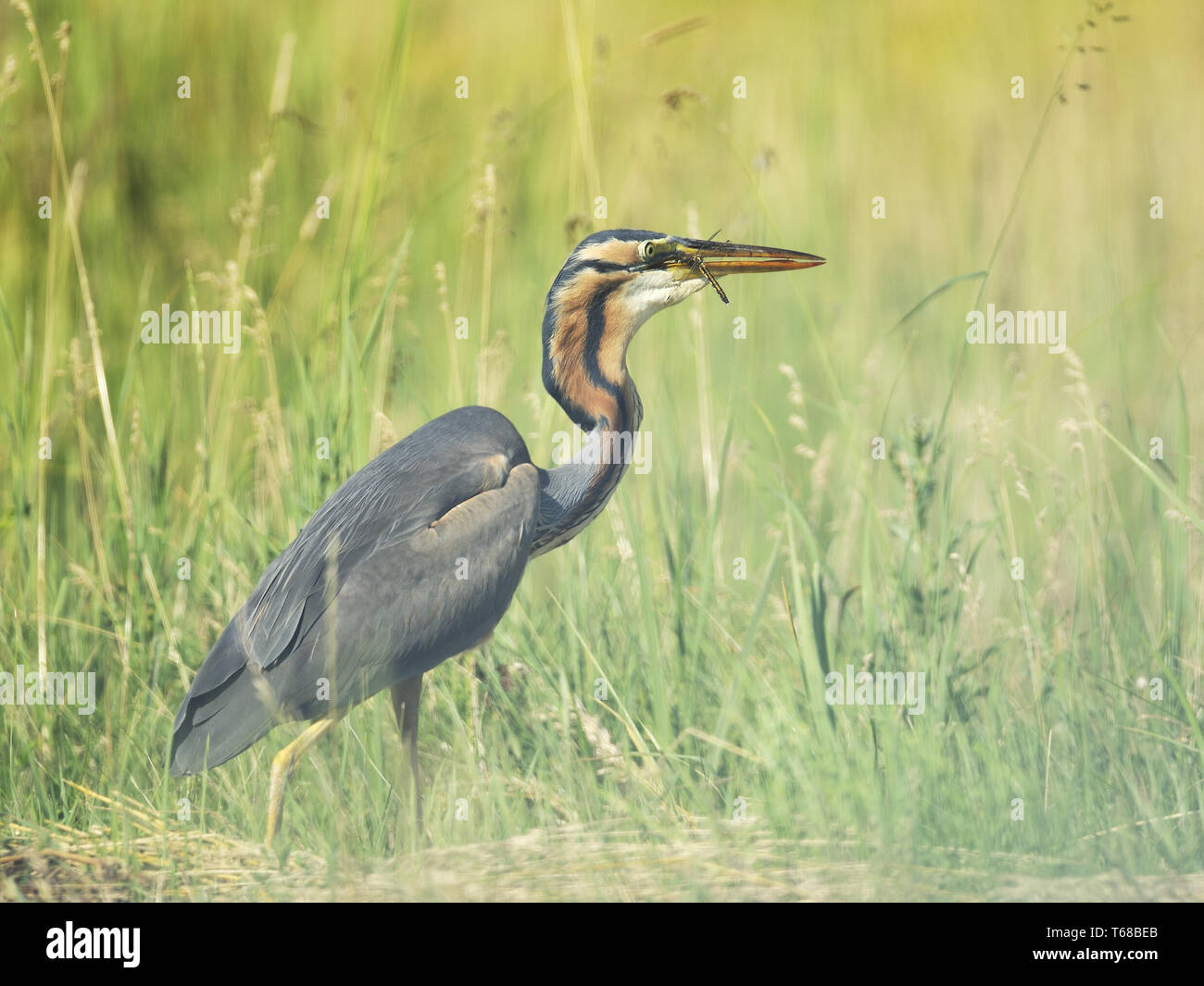Purple Heron, Ardea purpurea, in hungary, europe Stock Photo - Alamy