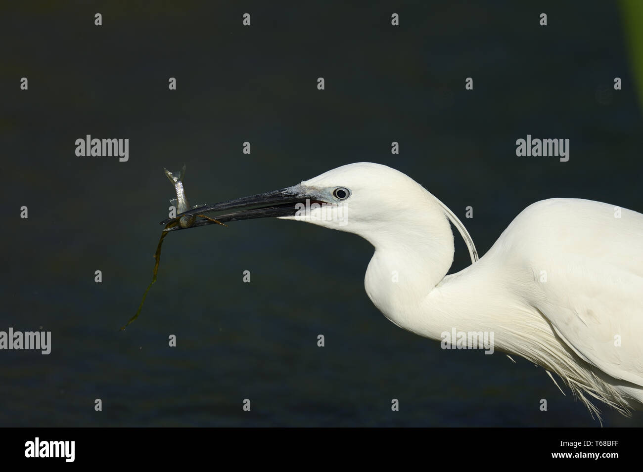Great egret, Adrea Alba Stock Photo - Alamy