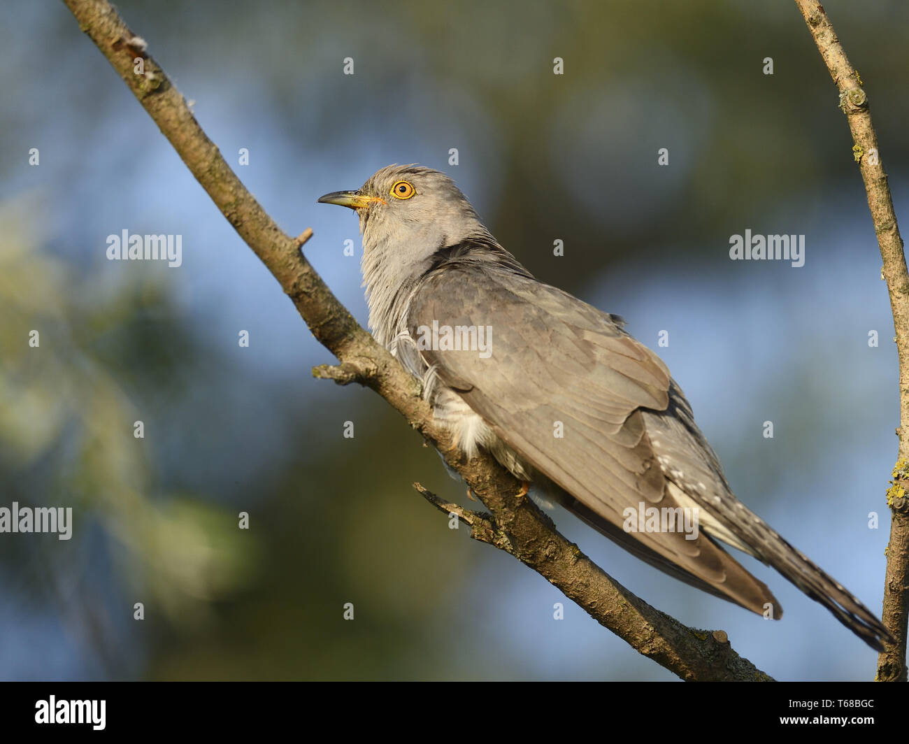 Common Cuckoo, Cuculus canorus, Kuckuck Stock Photo - Alamy