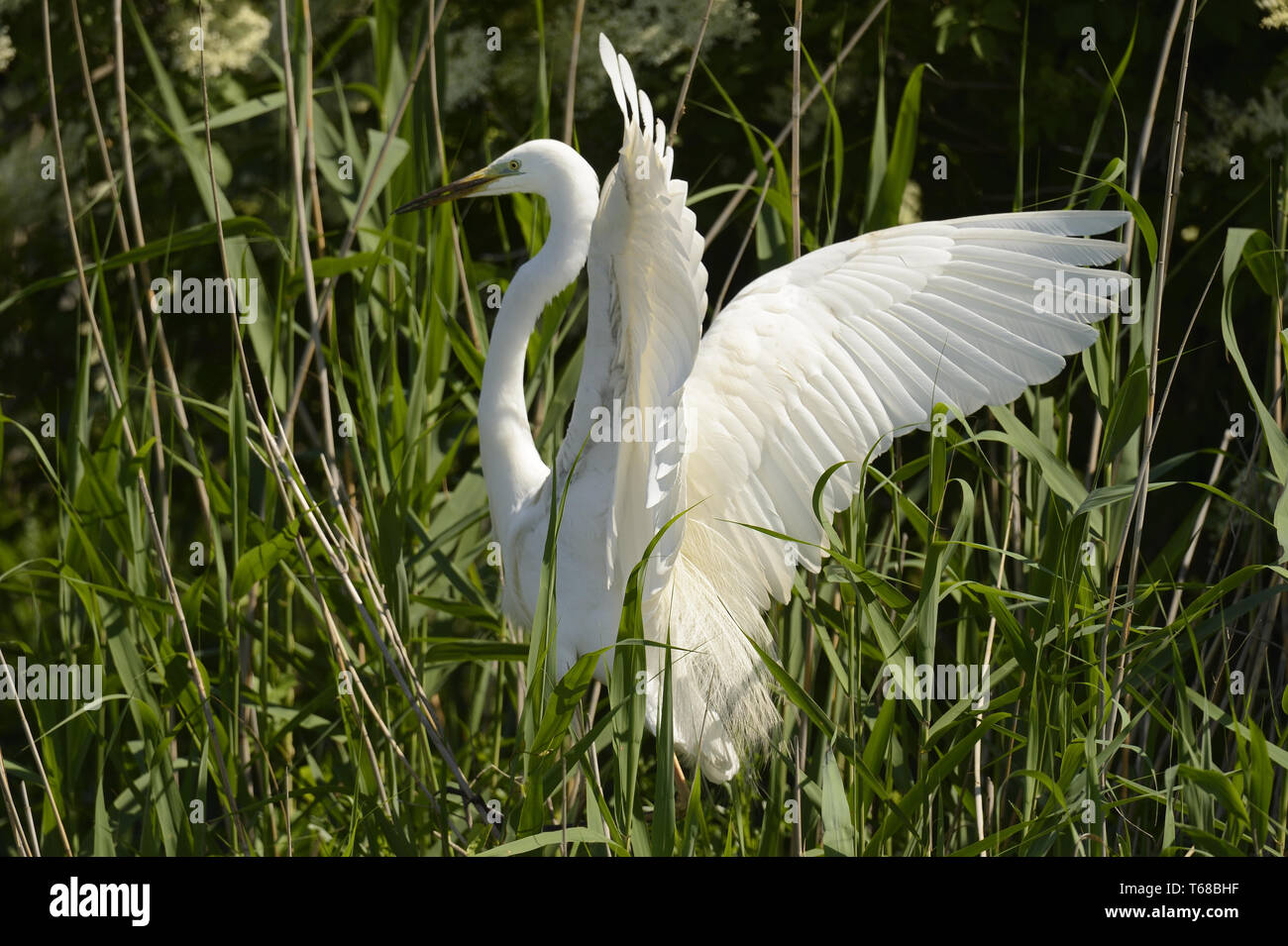 Great egret, Adrea Alba Stock Photo - Alamy