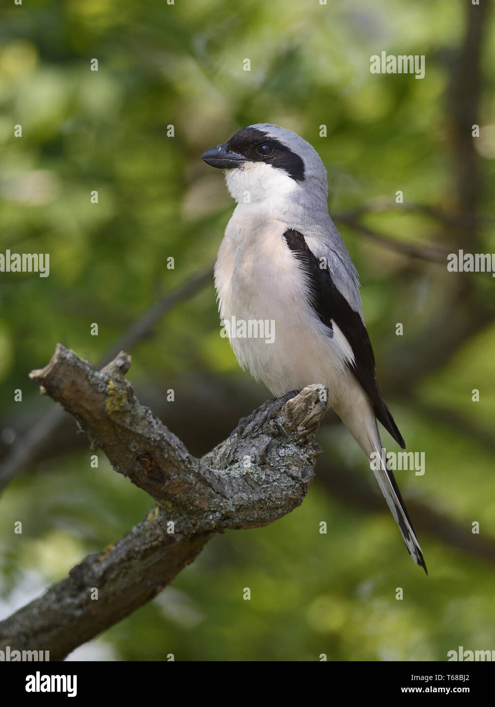 lesser grey shrike, Lanius minor, schwarzstirnwuerger Stock Photo - Alamy