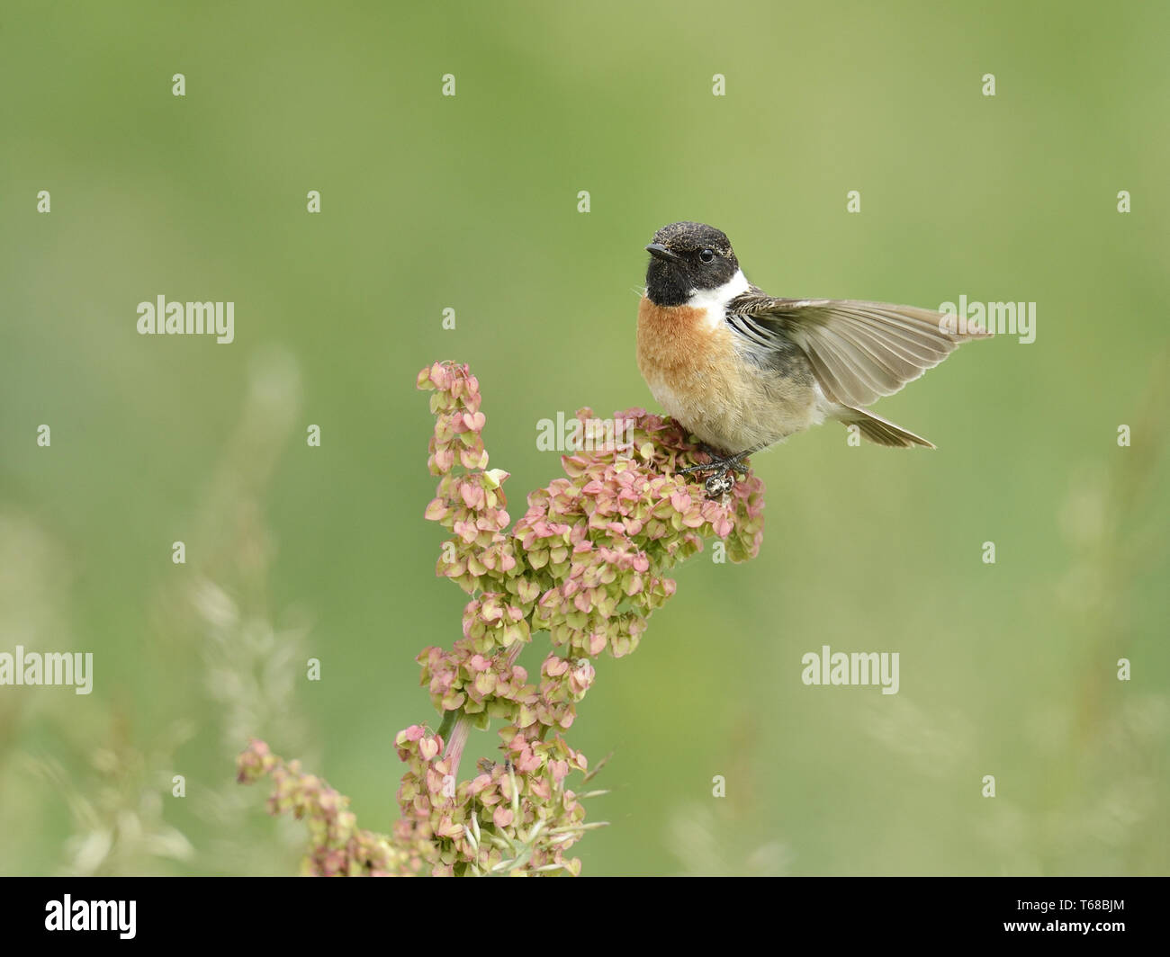 Common stonechat, Saxicola torquatus Stock Photo - Alamy
