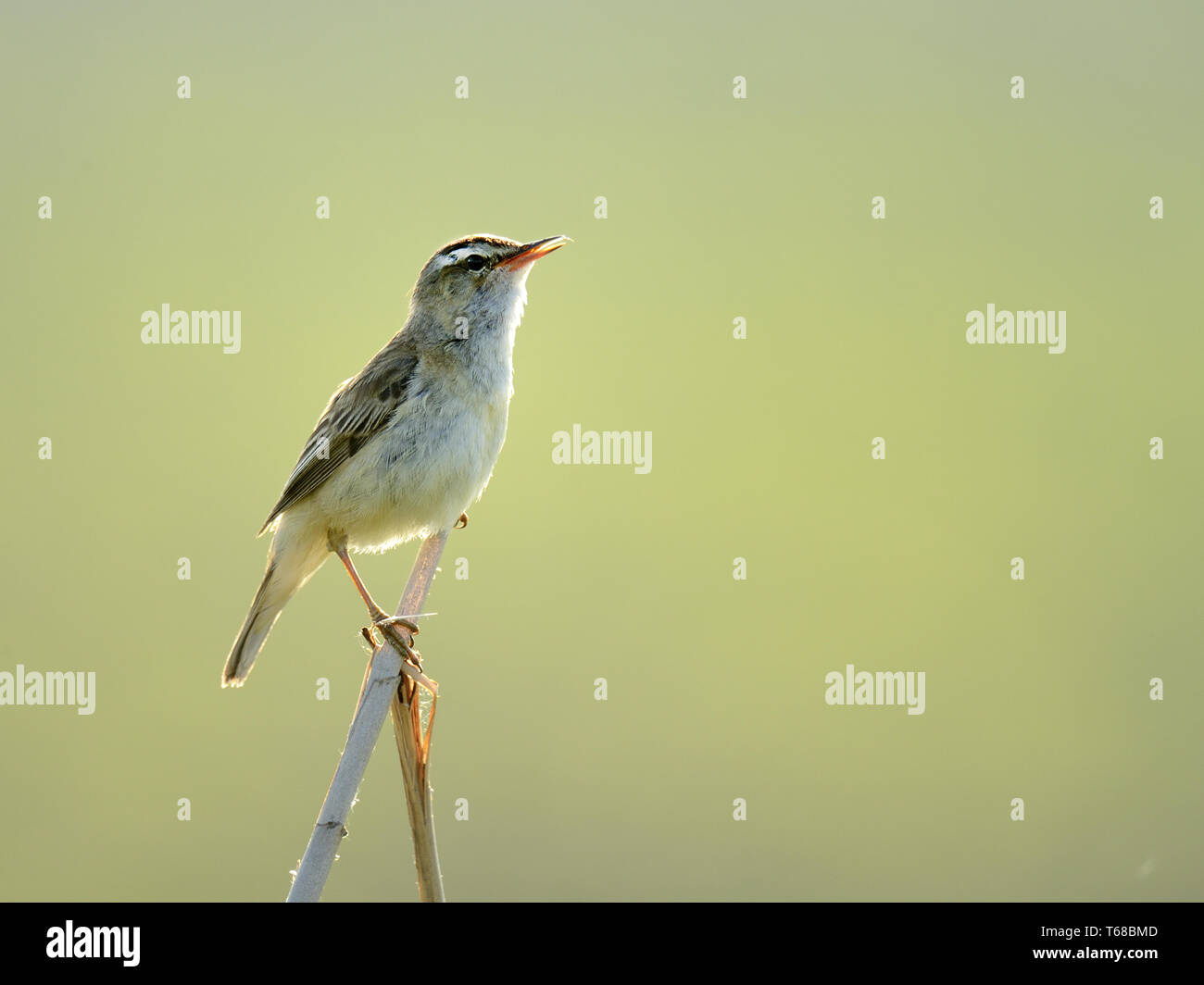 Acrocephalus schoenobaenus reeds hi-res stock photography and images ...