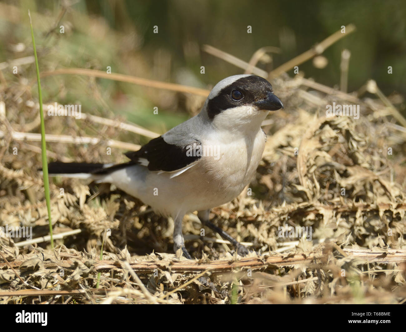 lesser grey shrike, Lanius minor, schwarzstirnwuerger Stock Photo - Alamy