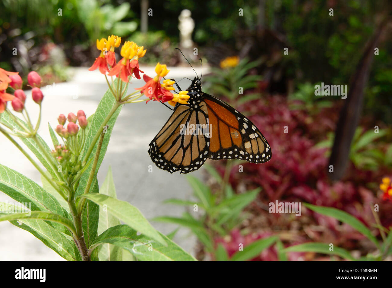 A monarch butterfly at the Vizcaya Museum and Gardens, Miami, Florida ...