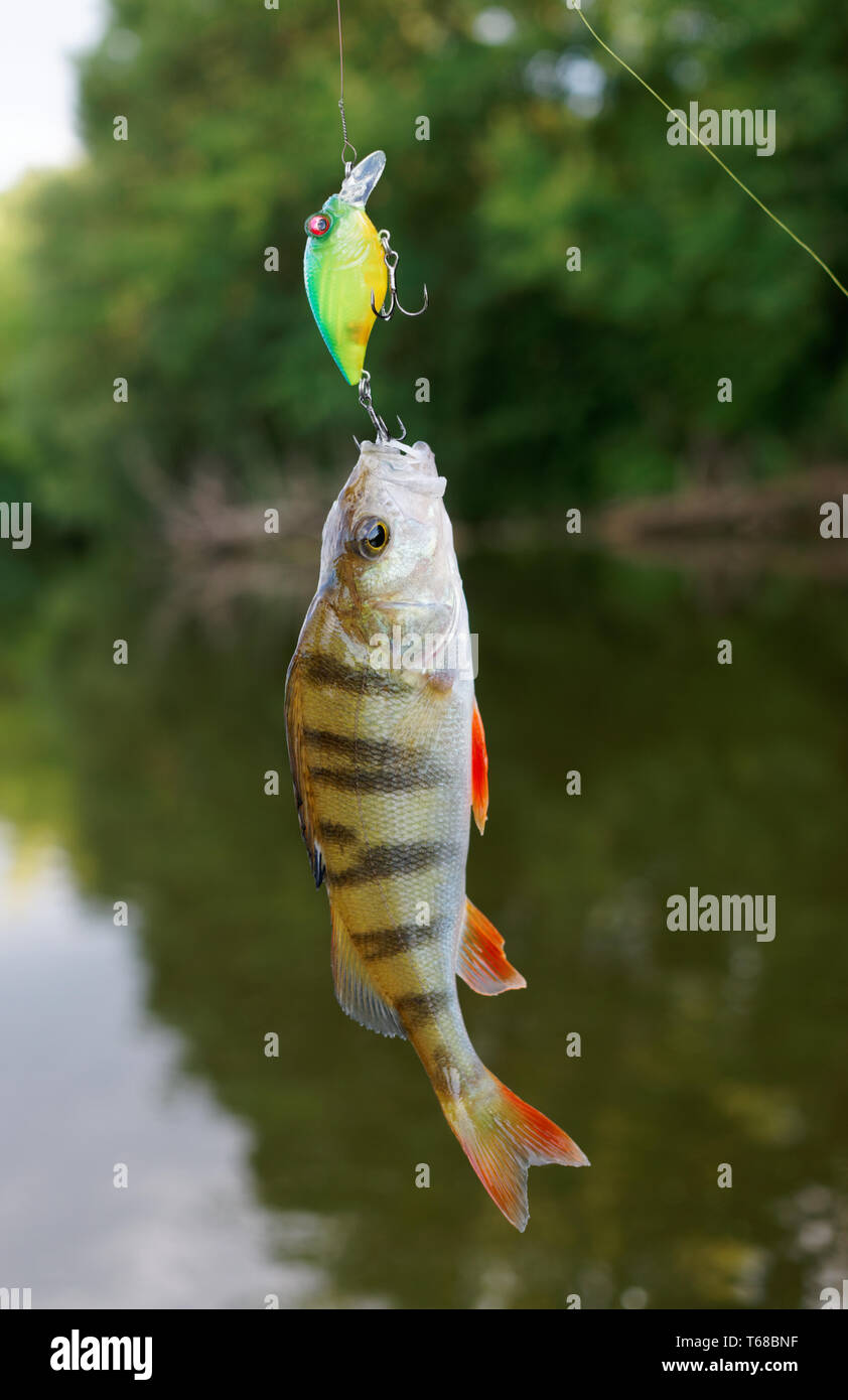 Small perch caught on plastic crank bait Stock Photo - Alamy