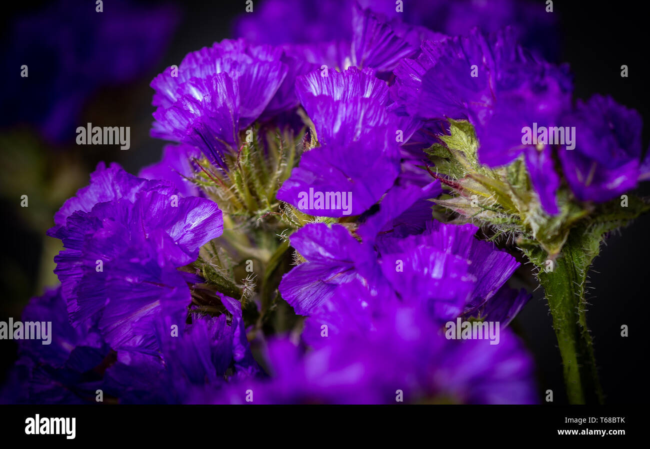 Purple statice flowers hi-res stock photography and images - Alamy