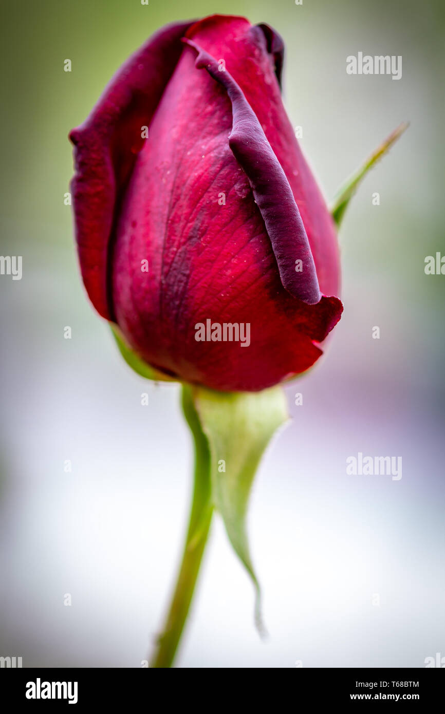 Rose onion hi-res stock photography and images - Alamy