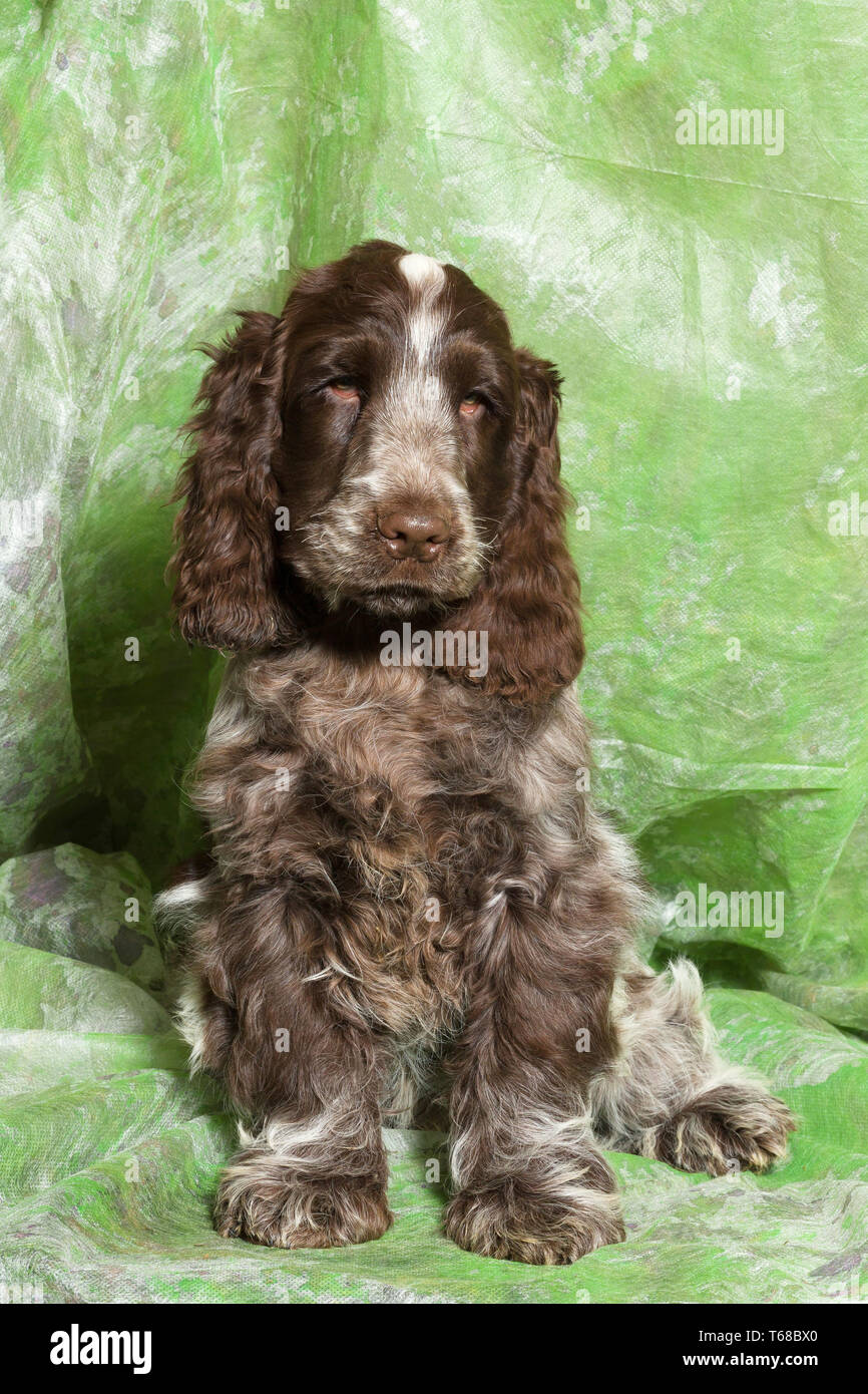 brown English Cocker Spaniel puppy Stock Photo - Alamy
