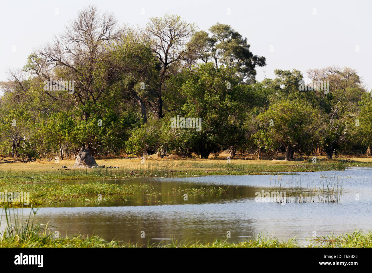 Moremi game reserve landscape Stock Photo - Alamy