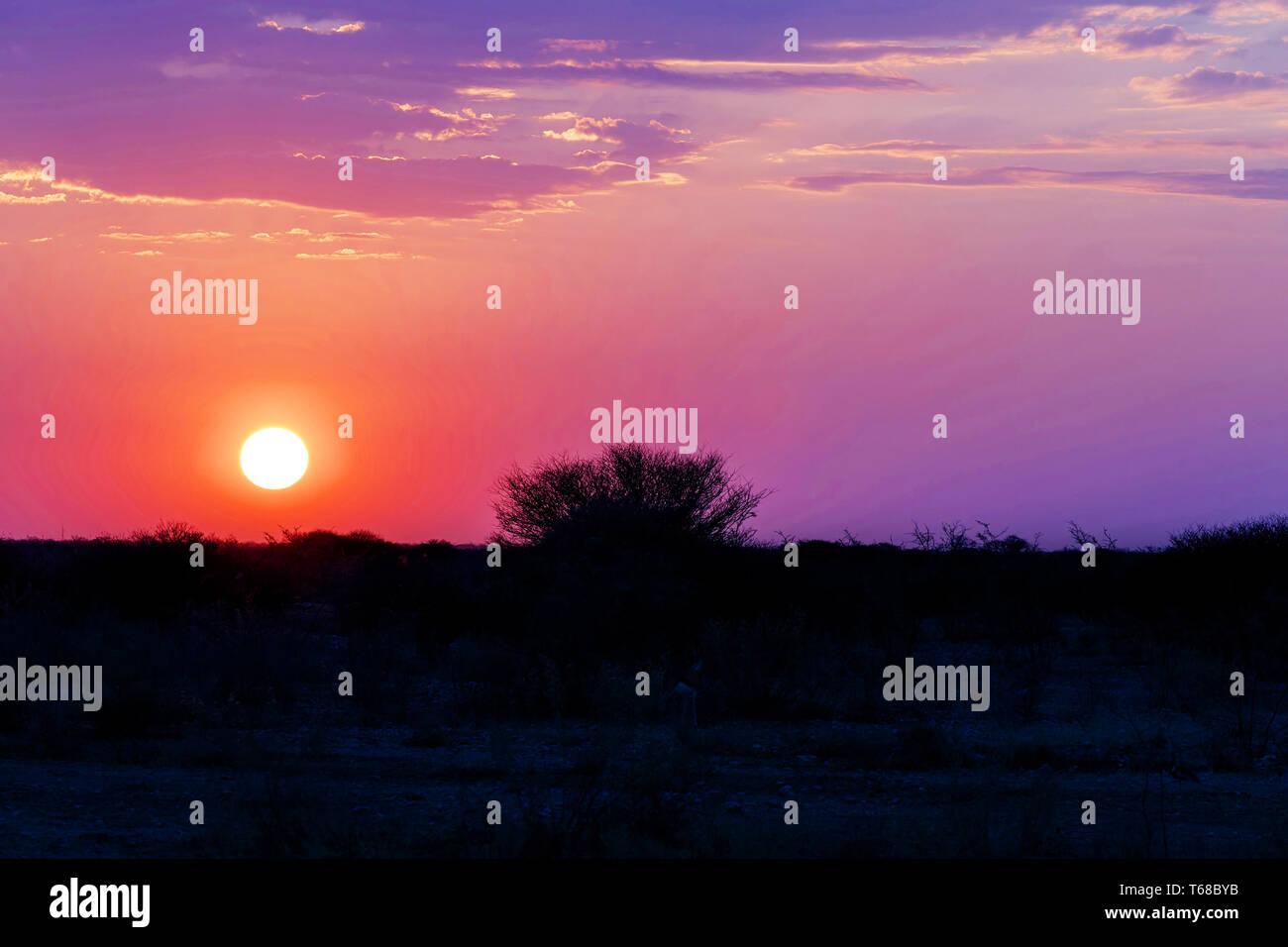African sunset with tree Stock Photo - Alamy