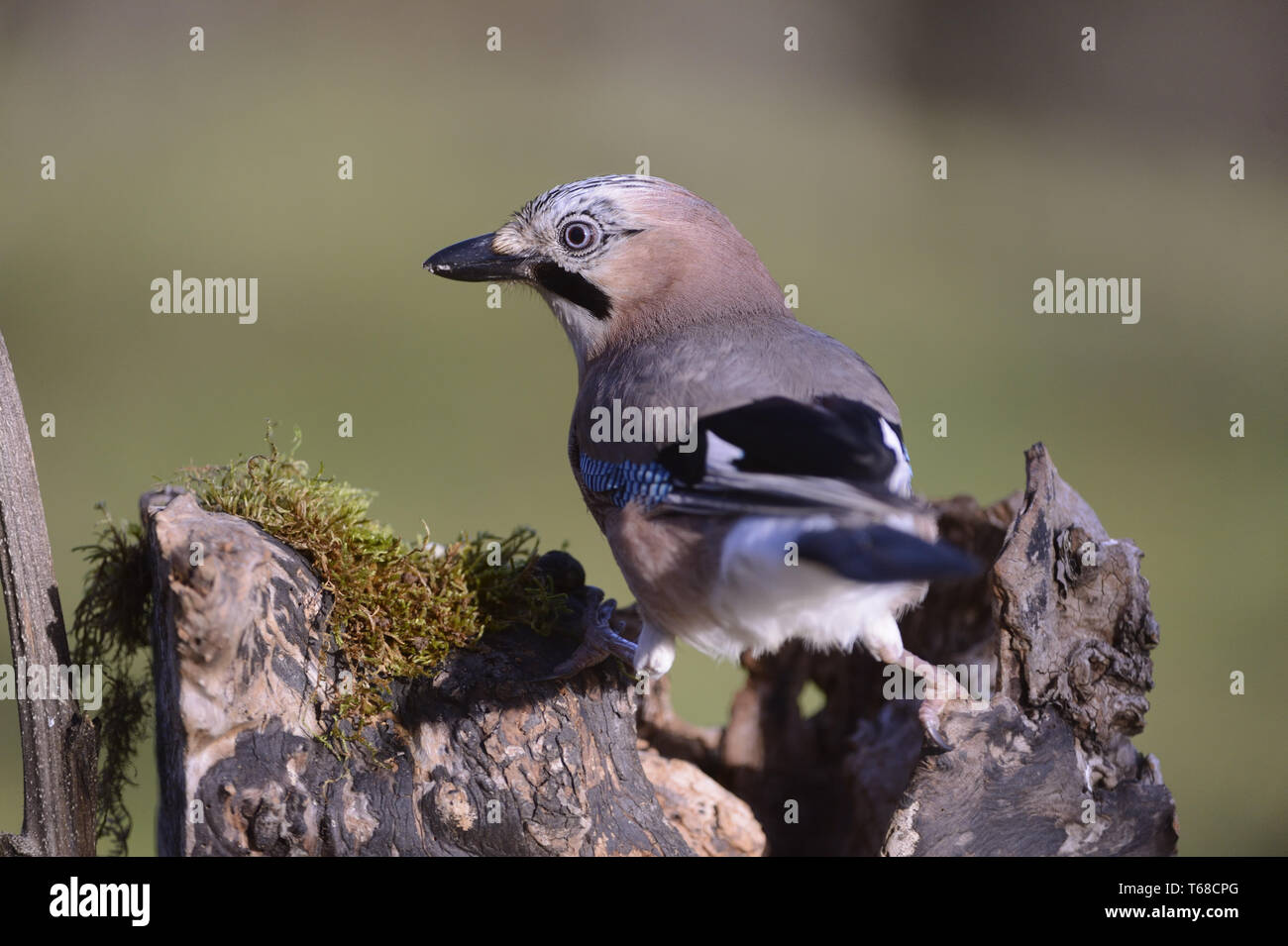 Jay finch hi-res stock photography and images - Alamy