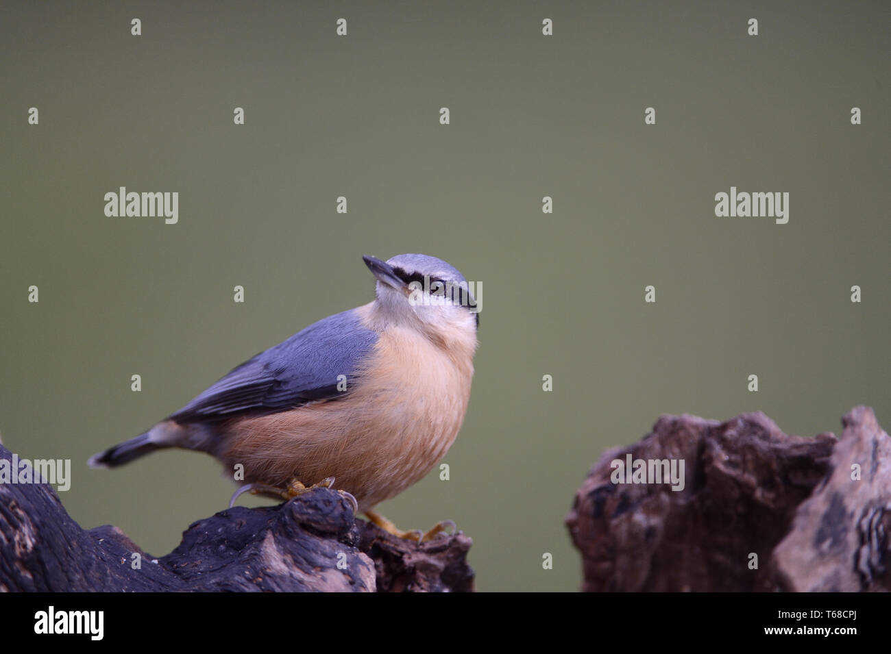 Adult eurasian nuthatch hi-res stock photography and images - Alamy