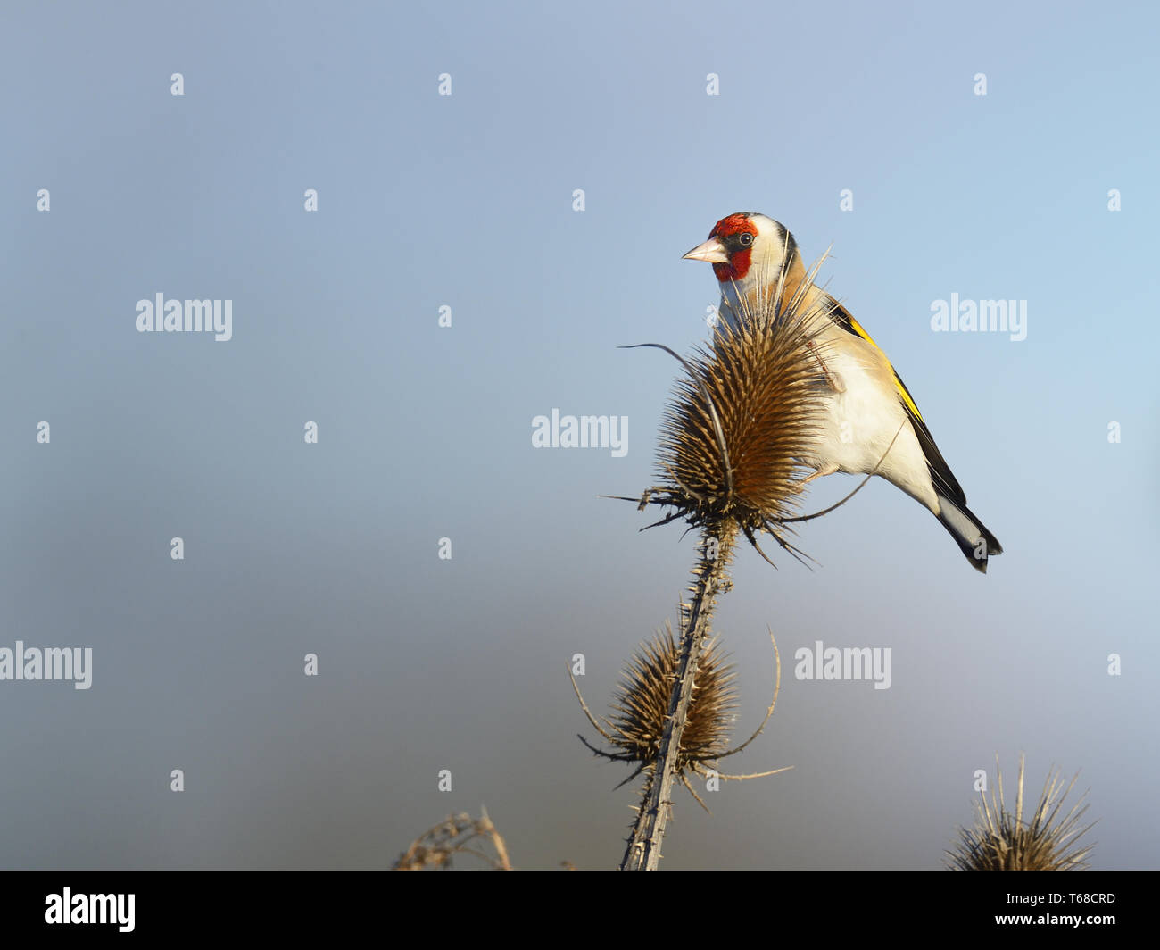 European Goldfinch, Carduelis Carduelis Stock Photo - Alamy