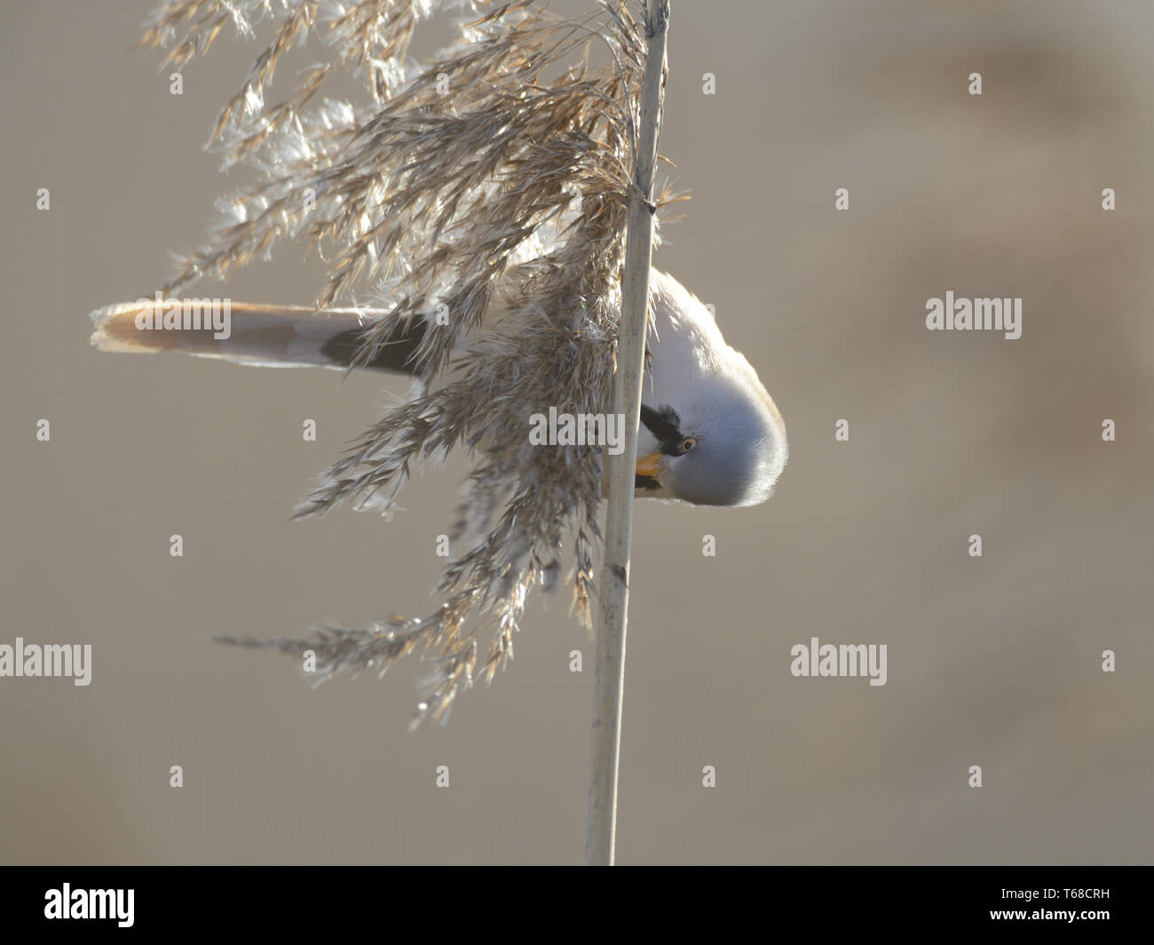 Bearded Reedling, Panurus biarmicus Stock Photo - Alamy