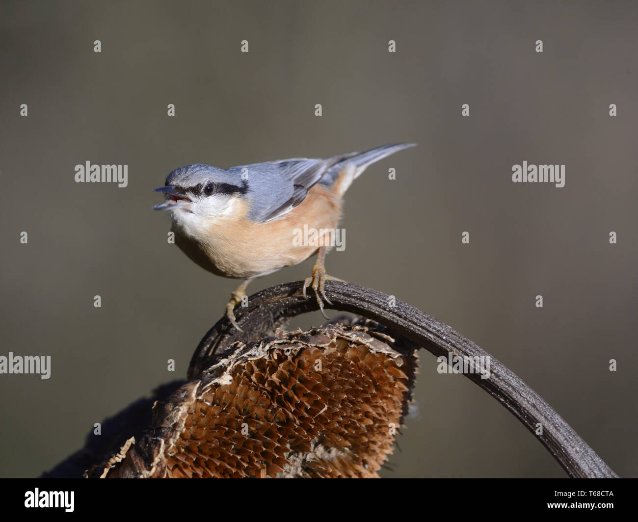 Adult eurasian nuthatch hi-res stock photography and images - Alamy