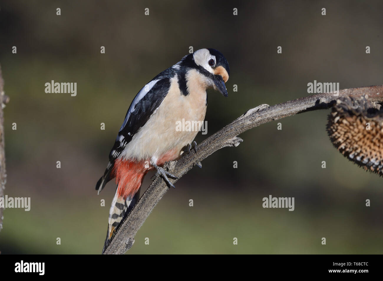 great woodpecker, Dendrocopos major Stock Photo - Alamy