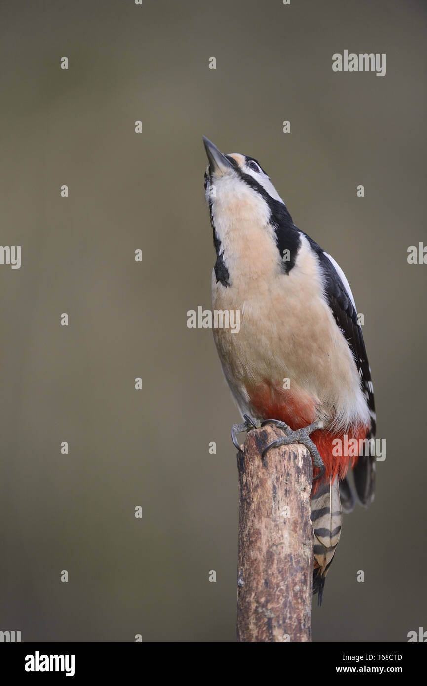 great woodpecker, Dendrocopos major Stock Photo - Alamy