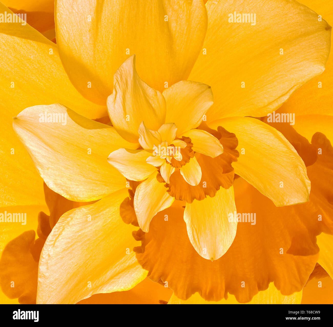 Daffodil Flower Droste Stock Photo - Alamy