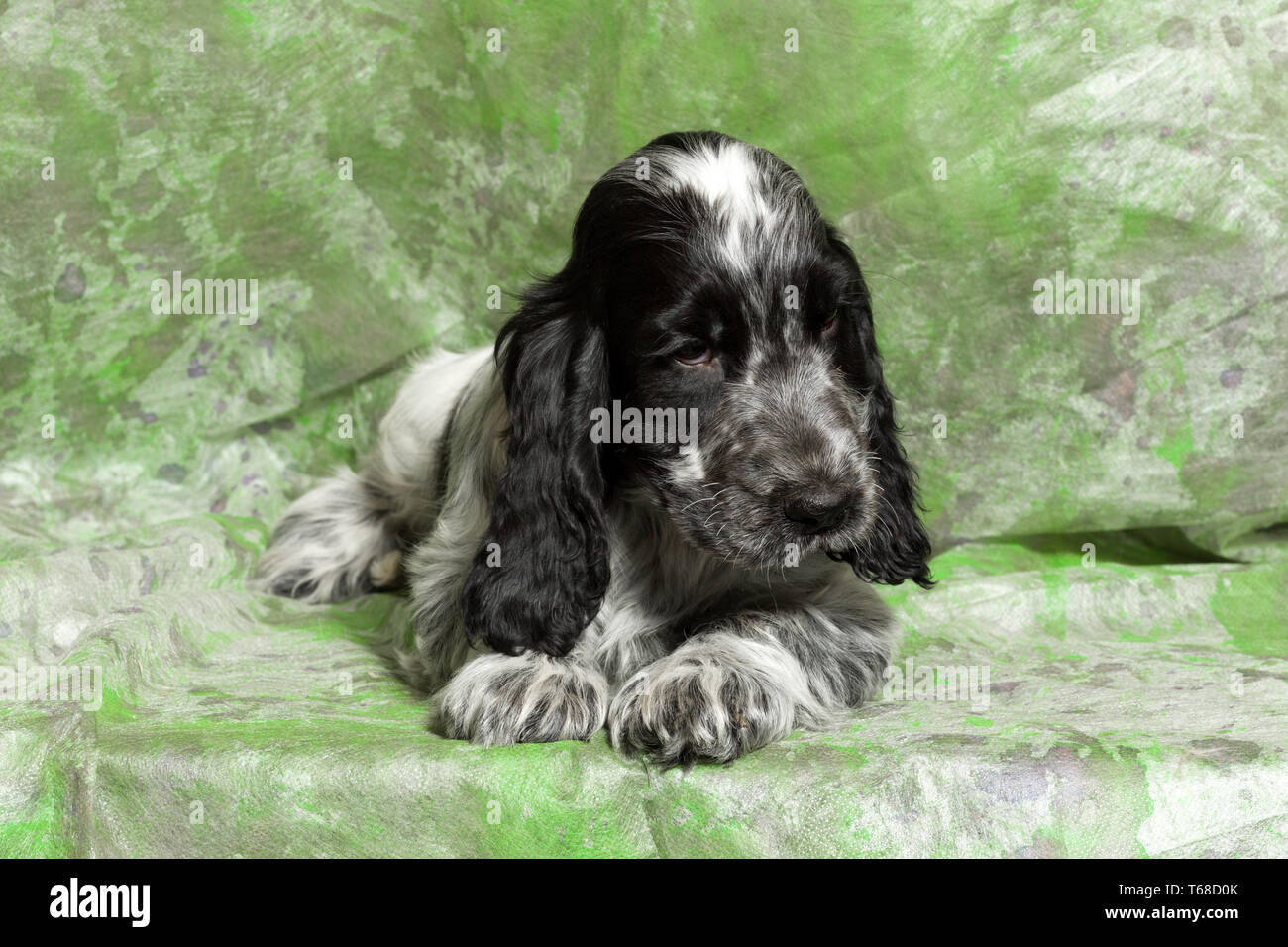 blue English Cocker Spaniel puppy Stock Photo - Alamy